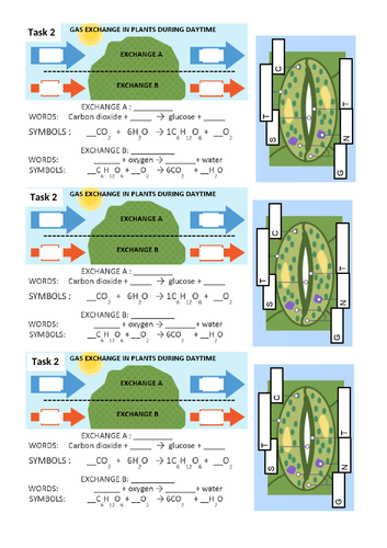 Year 8, Gas Exchange, Unit of Work | Teaching Resources
