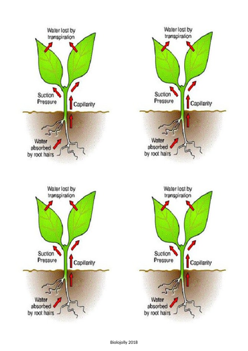 Transpiration in plants lesson | Teaching Resources