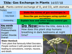 Gas Exchange in Plants, lessons | Teaching Resources