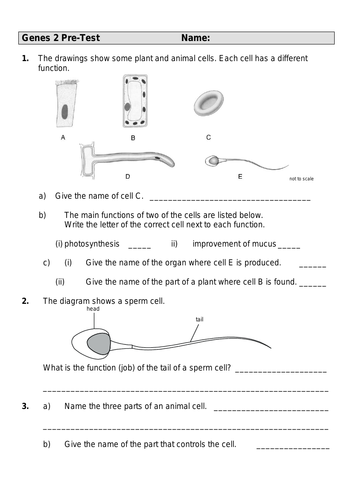 New KS3: Genes - Adolescence (Lesson 4) | Teaching Resources