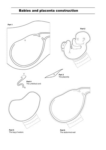 New KS3: Genes - Pregnancy (Lesson 7) | Teaching Resources