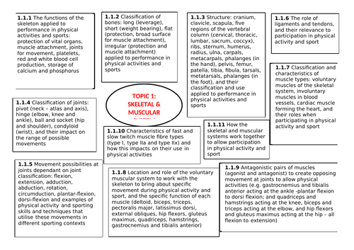 GCSE PE Edexcel (New Spec) COMPONENT 1 REVISION BUNDLE | Teaching Resources