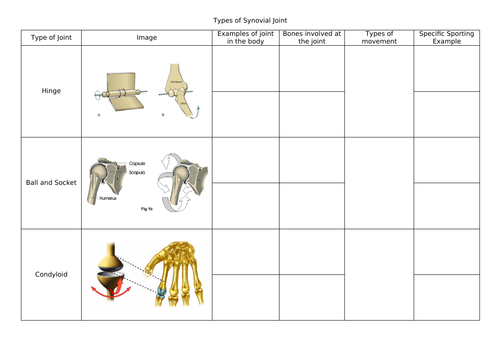 Types of Synovial Joint | Teaching Resources