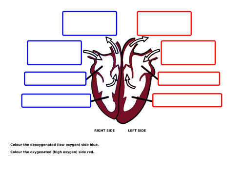 New AQA GCSE The Heart and Blood Vessels (2 lessons) | Teaching Resources
