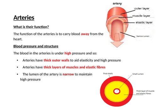 New AQA GCSE The Heart and Blood Vessels (2 lessons) | Teaching Resources