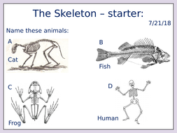 The Skeleton (KS3 organisms) | Teaching Resources