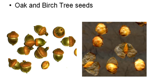 Plant Life Cycles unit (Smart Board Doc & Slide Shows & Review & quiz ...