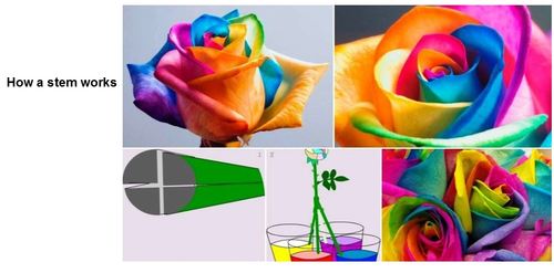 Plant Life Cycles unit (Smart Board Doc & Slide Shows & Review & quiz ...