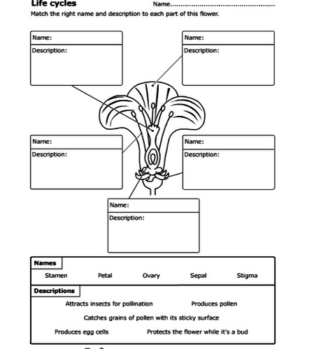 Plant Life Cycles unit (Smart Board Doc & Slide Shows & Review & quiz ...