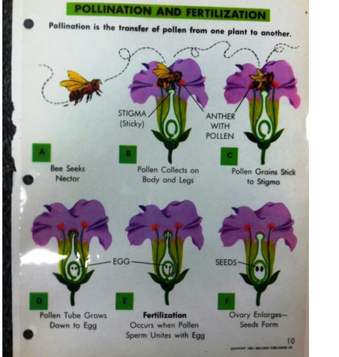 Plant Life Cycles unit (Smart Board Doc & Slide Shows & Review & quiz ...