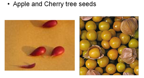 Plant Life Cycles unit (Smart Board Doc & Slide Shows & Review & quiz ...