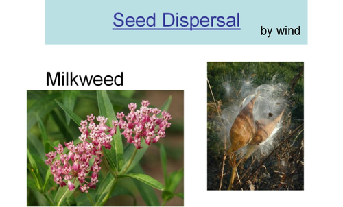 Plant Life Cycles unit (Smart Board Doc & Slide Shows & Review & quiz ...