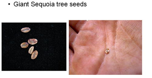 Plant Life Cycles unit (Smart Board Doc & Slide Shows & Review & quiz ...