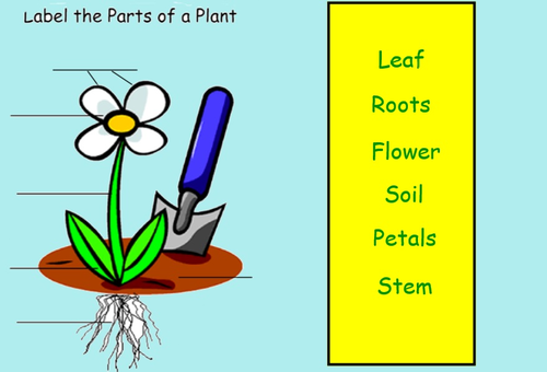Plant Life Cycles unit (Smart Board Doc & Slide Shows & Review & quiz ...