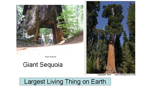 Plant Life Cycles unit (Smart Board Doc & Slide Shows & Review & quiz ...