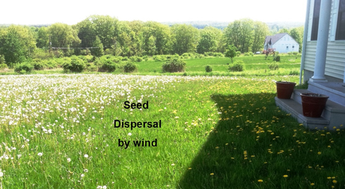 Plant Life Cycles unit (Smart Board Doc & Slide Shows & Review & quiz ...