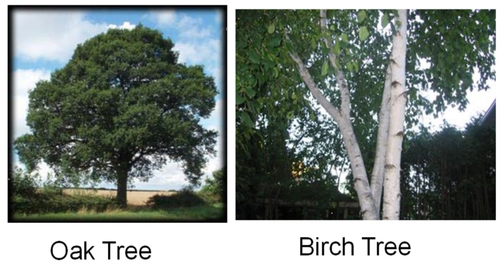 Plant Life Cycles unit (Smart Board Doc & Slide Shows & Review & quiz ...