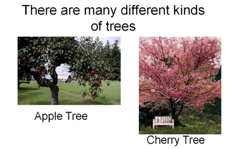 Plant Life Cycles unit (Smart Board Doc & Slide Shows & Review & quiz ...