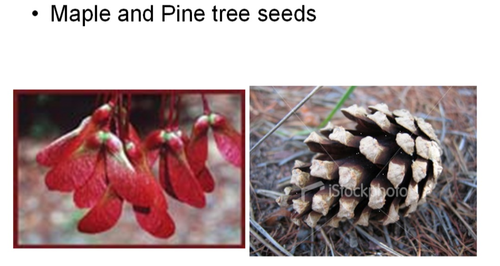 Plant Life Cycles unit (Smart Board Doc & Slide Shows & Review & quiz ...