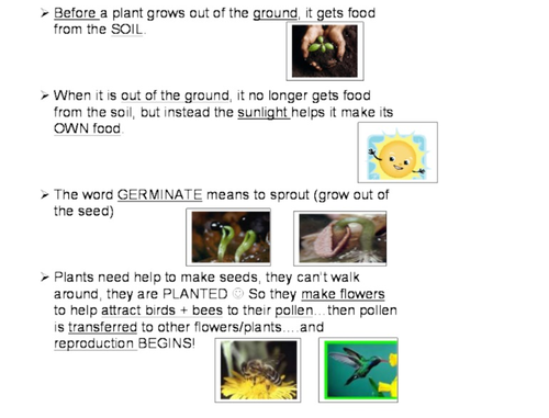 Plant Life Cycles unit (Smart Board Doc & Slide Shows & Review & quiz ...