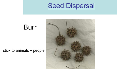 Plant Life Cycles unit (Smart Board Doc & Slide Shows & Review & quiz ...