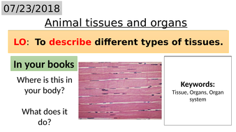B3.1 Tissues and organs | Teaching Resources
