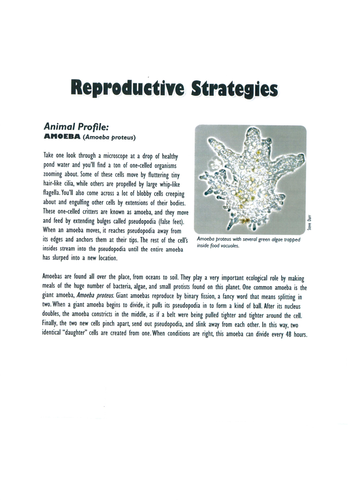 Reproductive Strategies (Asexual or Sexual Reproduction Activity ...