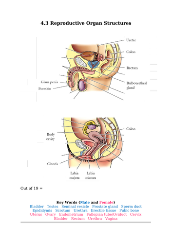 Human Reproductive Structures Gcse And 6th Form Teaching Resources
