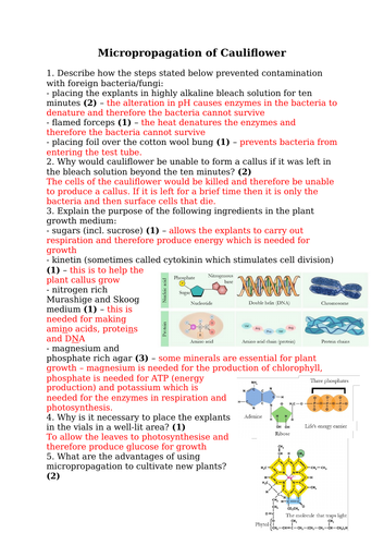 Micropropagation Of Cauliflower | Teaching Resources