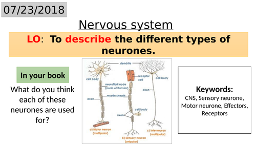 B10.2 Nervous system | Teaching Resources
