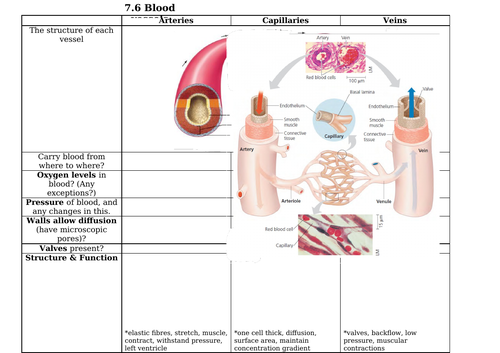 Structure & Function Of Blood Vessels w/ Body Outline Of Blood Vessels ...