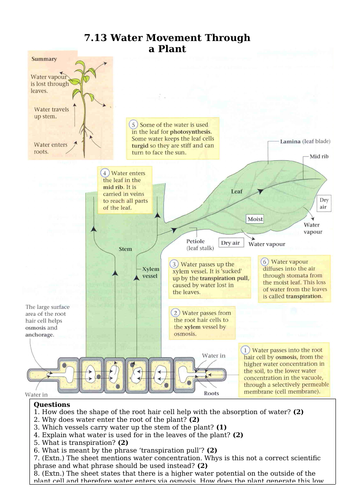 Transpiration - Practical & Factors That Influence Transpiration (GCSE ...