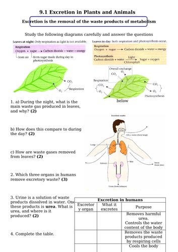 The Excretory System & The Kidneys (GCSE) | Teaching Resources