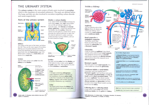 The Excretory System & The Skin (GCSE) | Teaching Resources