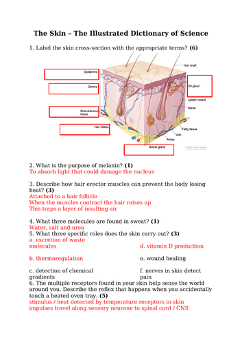 The Excretory System & The Skin (GCSE) | Teaching Resources