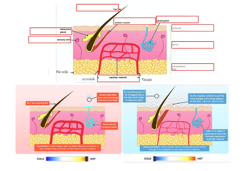 Skin & Homeostasis incl. Thermoregulation (GCSE) | Teaching Resources