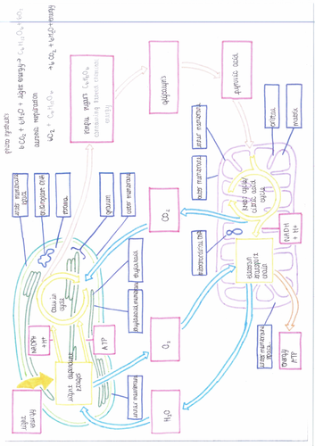 Cellular Respiration Summary Activities & Link To Photosynthesis (A ...