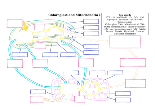 Cellular Respiration Summary Activities & Link To Photosynthesis (A ...