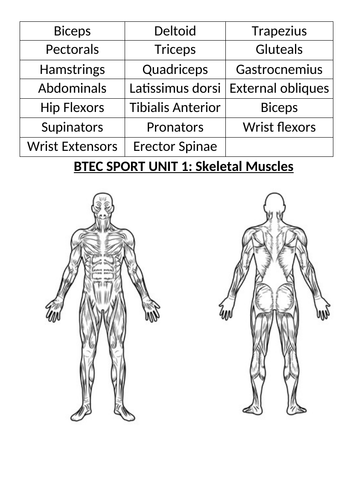 BTEC SPORT Muscular Worksheets for Unit 1 Nationals L3 Award (New Spec ...