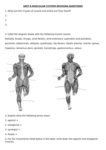 BTEC SPORT Muscular Worksheets for Unit 1 Nationals L3 Award (New Spec ...
