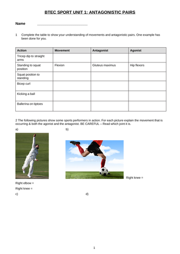 BTEC SPORT Muscular Worksheets for Unit 1 Nationals L3 Award (New Spec ...