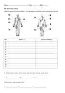 BTEC SPORT Muscular Worksheets for Unit 1 Nationals L3 Award (New Spec ...