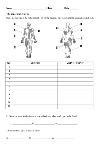 BTEC SPORT Muscular Worksheets for Unit 1 Nationals L3 Award (New Spec ...