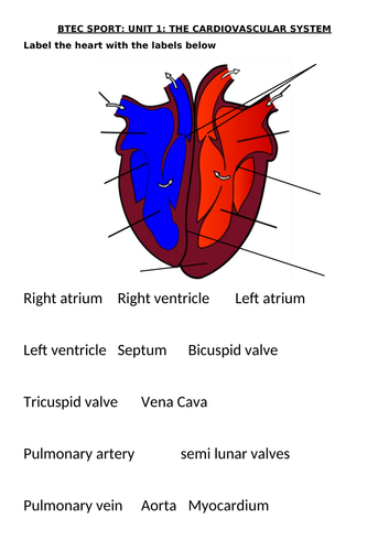 BTEC SPORT Cardiovascular Worksheets for Unit 1, Nationals L3 ... BTEC SPORT Cardiovascular Worksheets for Unit 1, Nationals L3 ...