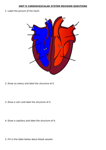 BTEC SPORT Cardiovascular Worksheets for Unit 1, Nationals L3 ...