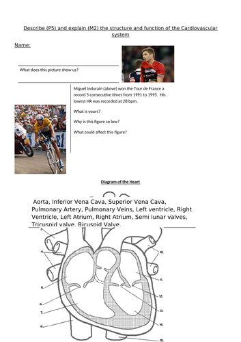 BTEC SPORT Cardiovascular Worksheets for Unit 1, Nationals L3 ... BTEC SPORT Cardiovascular Worksheets for Unit 1, Nationals L3 ...