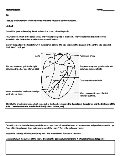 BTEC SPORT Cardiovascular Worksheets for Unit 1, Nationals L3 ... BTEC SPORT Cardiovascular Worksheets for Unit 1, Nationals L3 ...