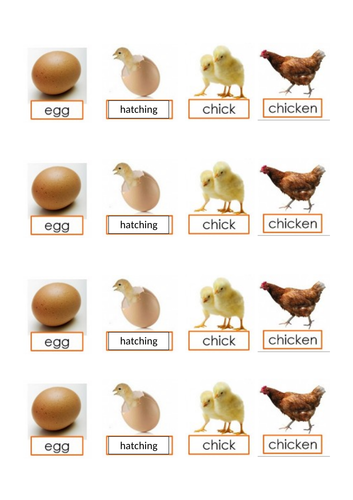 Chick lifecycle activity EYFS | Teaching Resources
