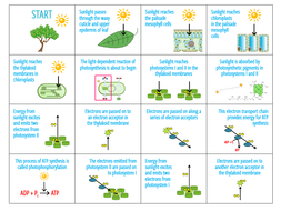 Photosynthesis: Light-dependent reaction & Calvin cycle - Card Sort ...