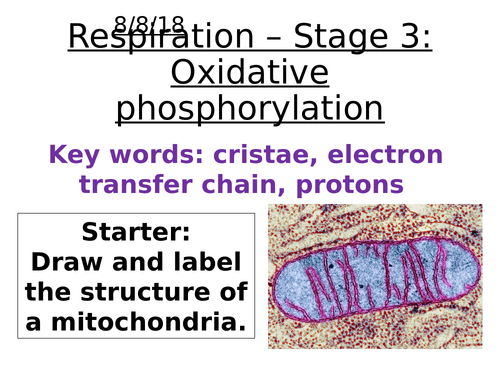AQA A level Biology - Oxidative Phosphorylation | Teaching Resources